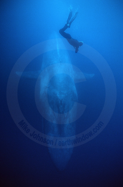 Blue Whale and diver photo M2003